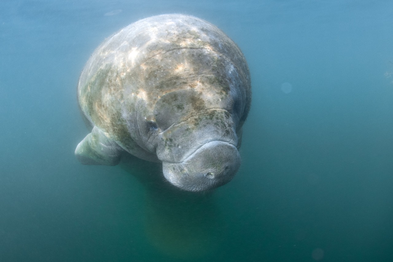 CONMEMORACIÓN DEL DÍA DEL MANATÍ RECUERDA LA IMPORTANCIA DE LOS ...
